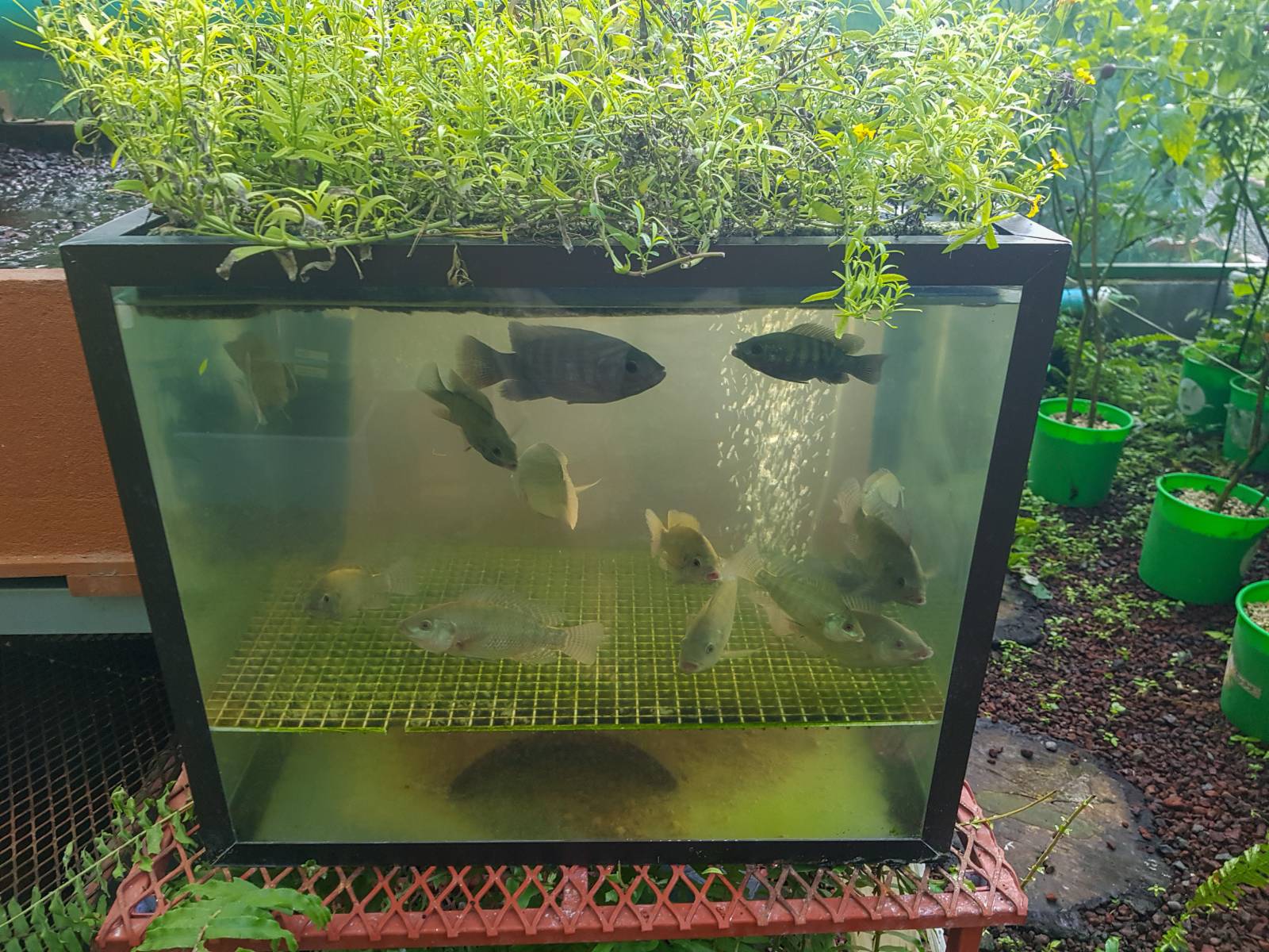 How Does Aquaponics Work? – Mother Earth News